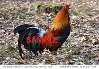 Wood Enterprises T-Shirt Red Rooster #2 (Romaker x Gator) – wood ...